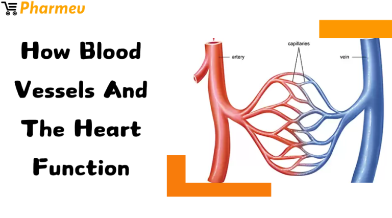 How Blood Vessels and the Heart Function - Pharmev